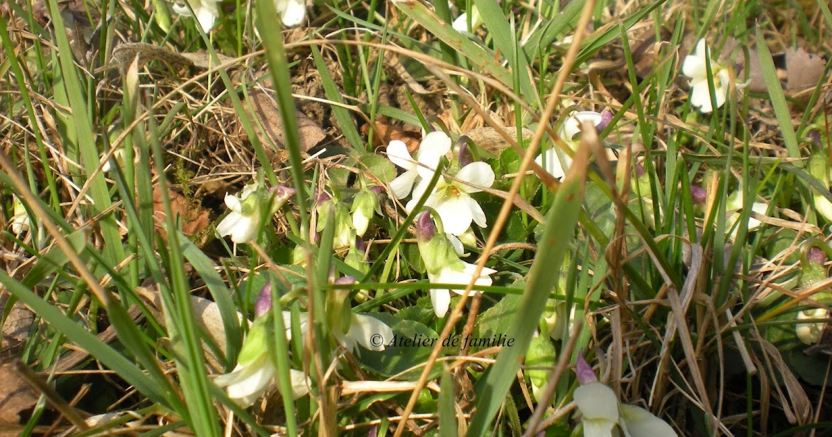 Toporași (Viola odorata) ~ Atelier de familie