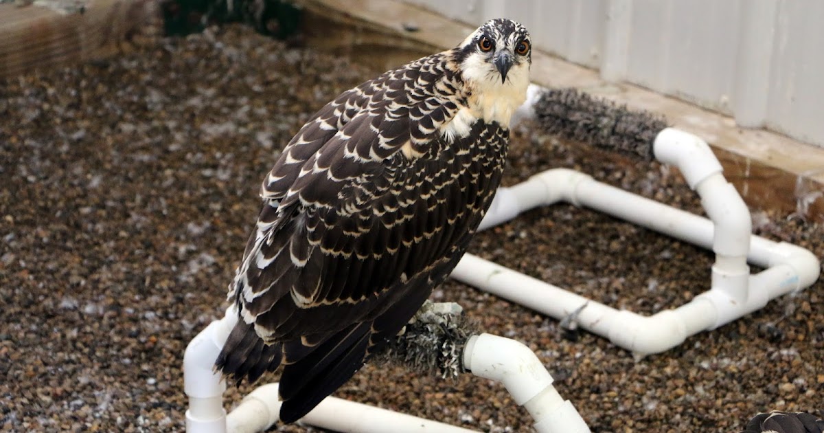 UIS News: UIS professor relocates endangered osprey birds to Illinois