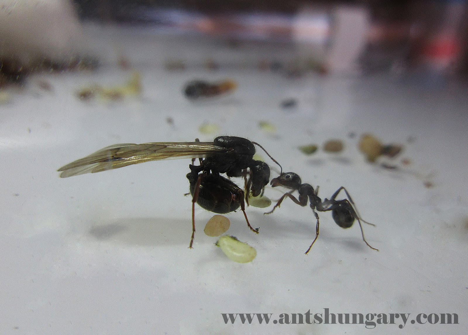 Hangyafarm: Kolóniatörténet - A maggyűjtők királysága (Messor structor)