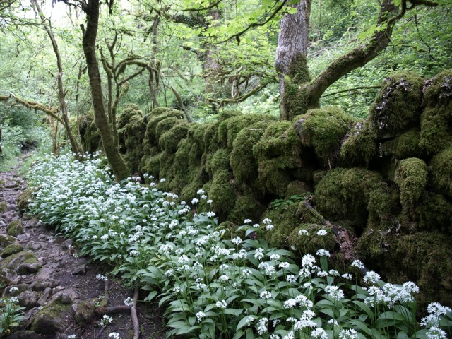 Peak Walks 2: June 2013