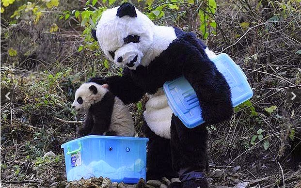 Cuidando Animales con Alejandra: como salvar al oso panda