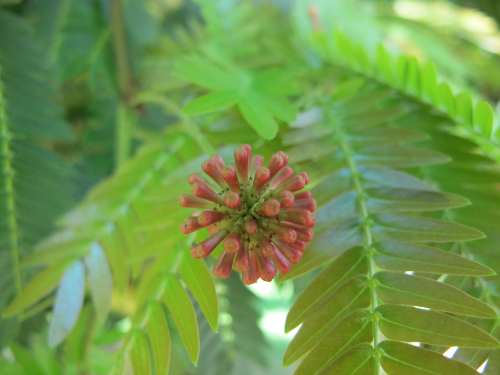 Fabaceae - Leguminosae no Brasil: Cojoba