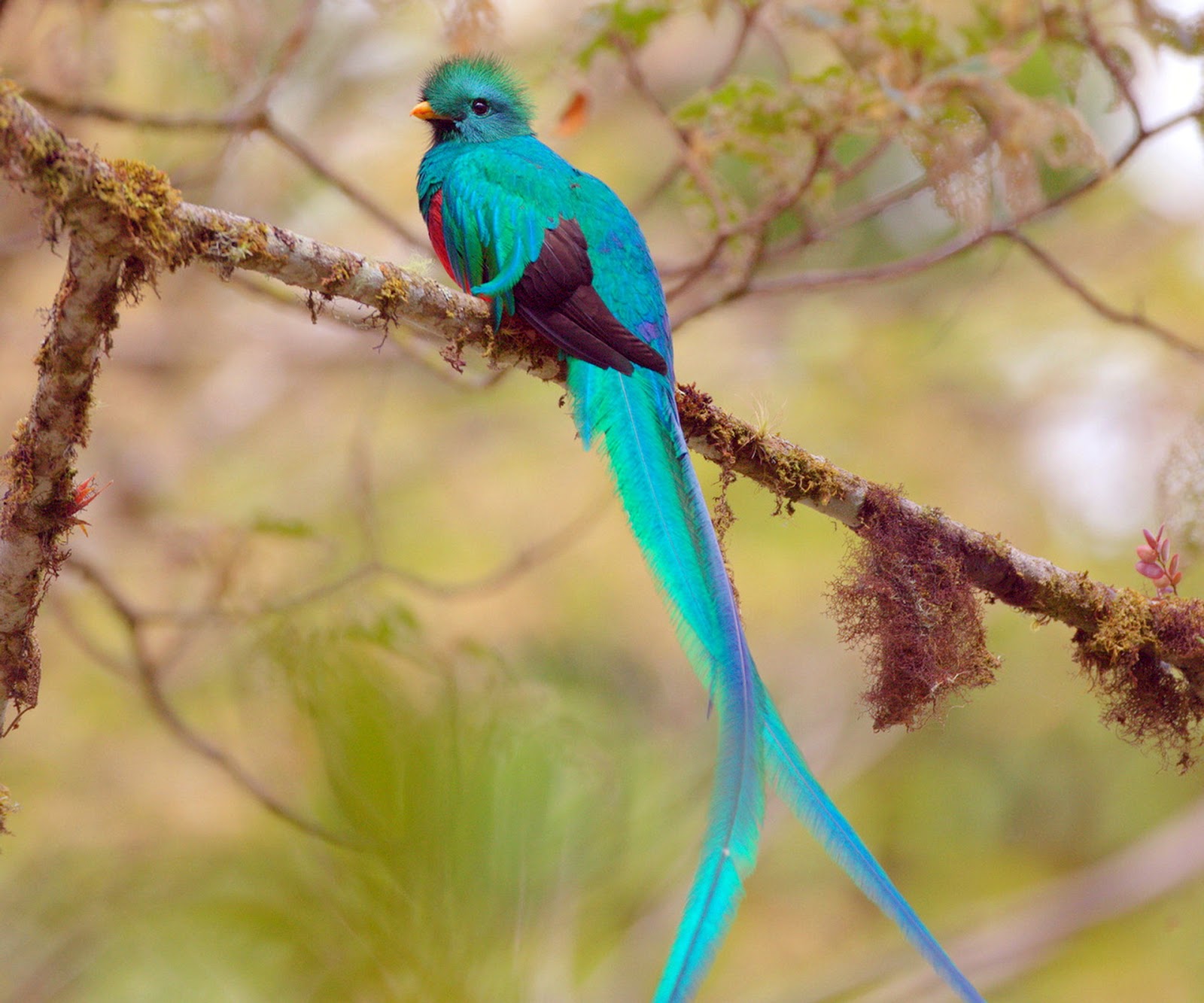 Banco de Imágenes Gratis: Paisajes, Flores y Aves de nuestra naturaleza...