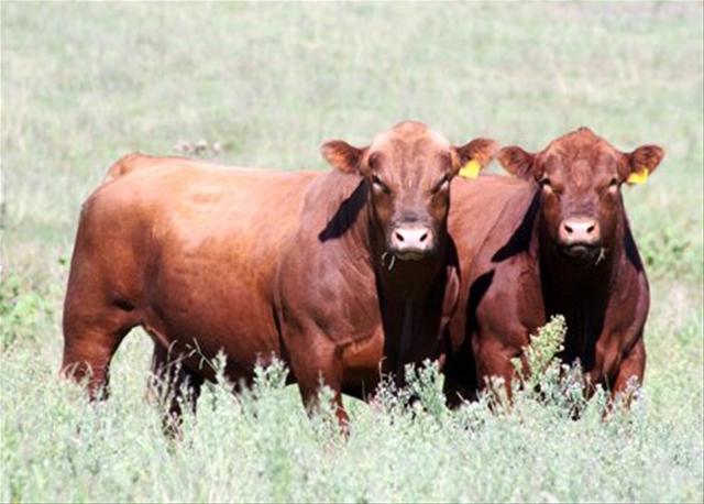 La angus (Aberdeen Angus) ~ RAZAS PRODUCTORAS DE CARNE