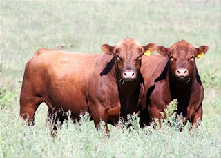 La angus (Aberdeen Angus) ~ RAZAS PRODUCTORAS DE CARNE