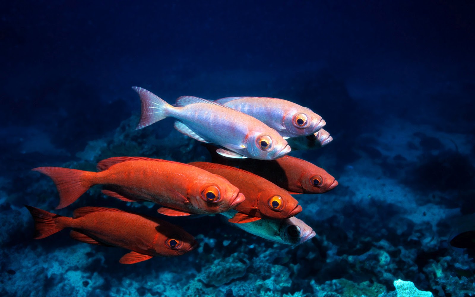 Ocean Images Of Fish