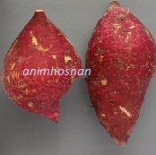 Petak Semai: VARIETI KELEDEK