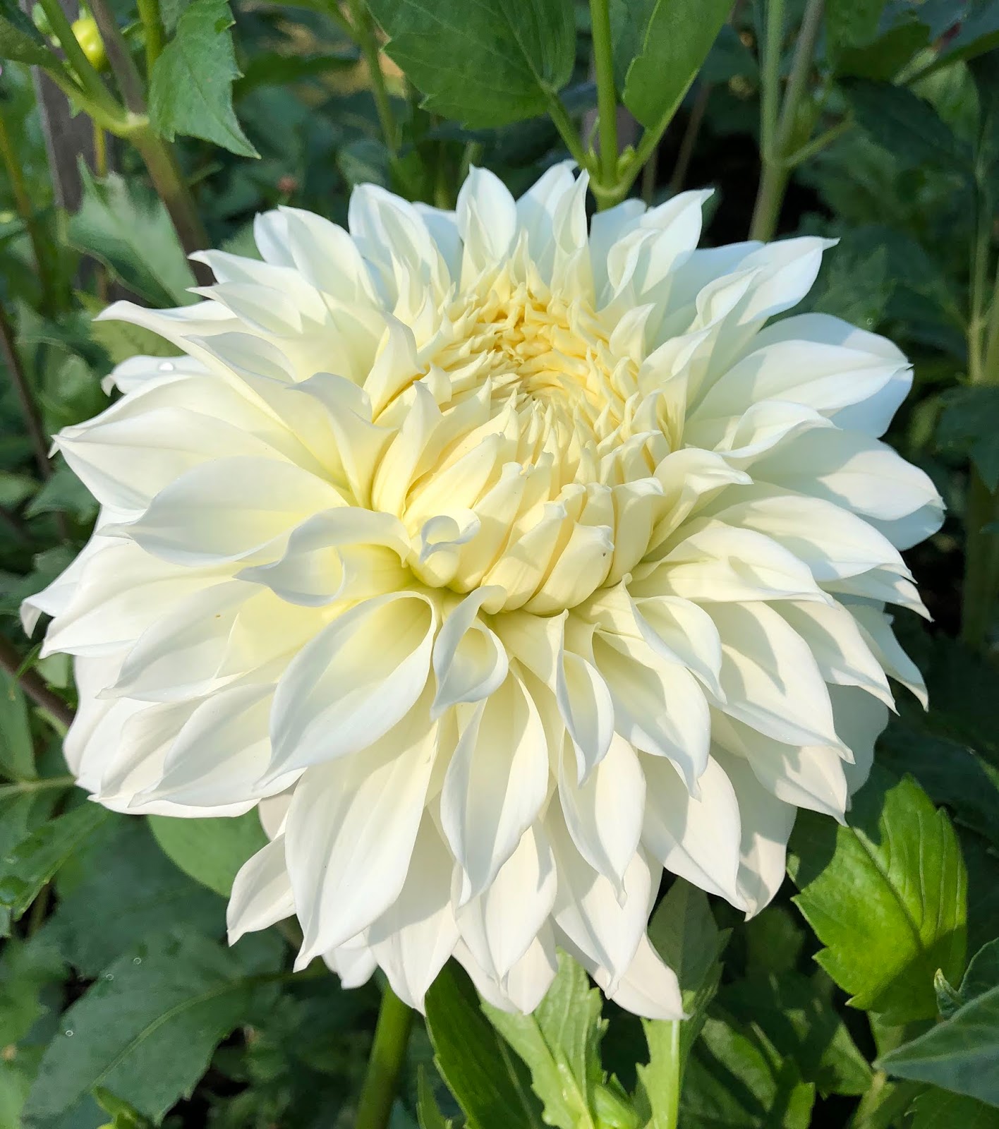 Shoreline Area News: Dahlia of the week: AC Casper