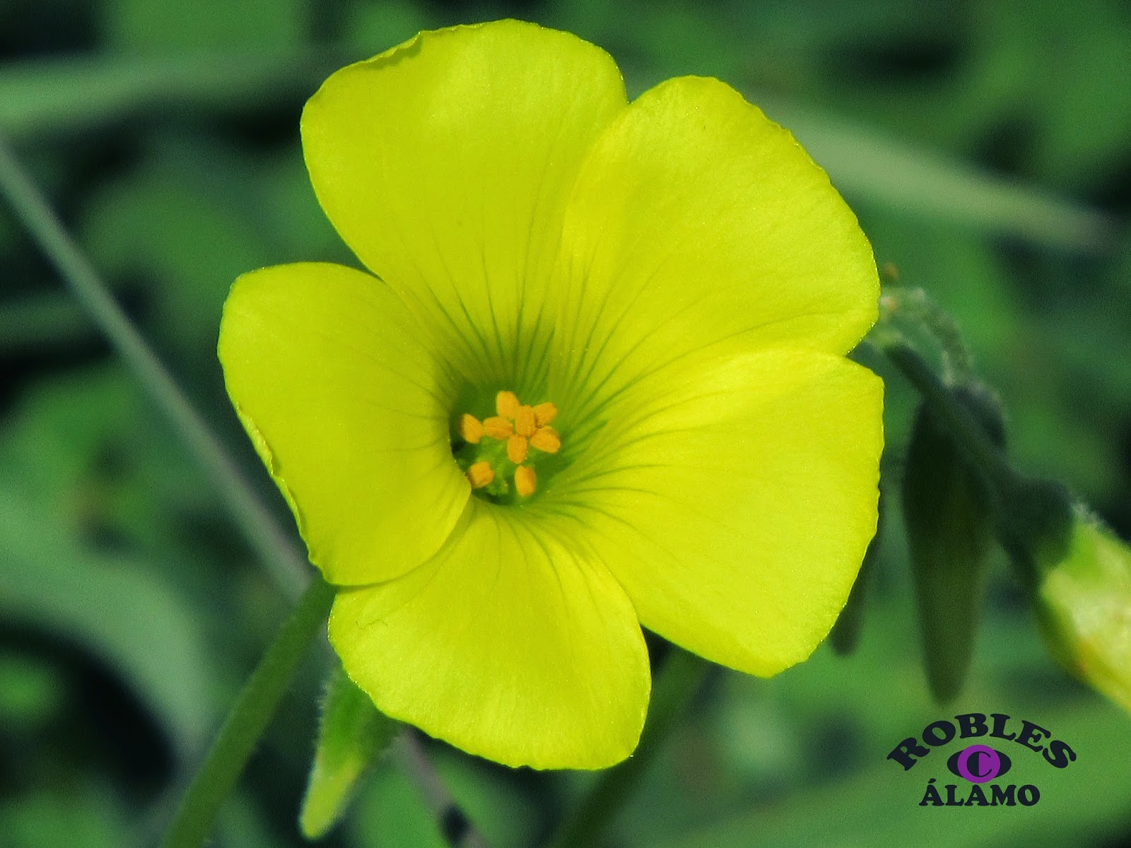 Silencio verde, la vida...: Oxalis pes-caprae L. (Agricos, agrio ...
