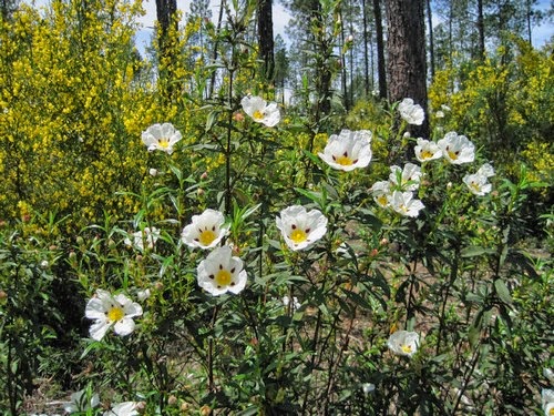 O melhor Alentejo do Mundo: Estevas