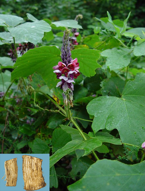 Pueraria root (Gegen)-Pueraria lobata-Pueraria thomsonii-Radix Puerariae
