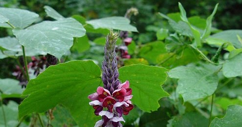 Pueraria root (Gegen)-Pueraria lobata-Pueraria thomsonii-Radix Puerariae