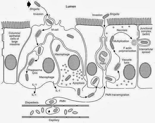 sikkahoder: Disentri basiler ( Diare disertai darah ) : Gejala dan ...