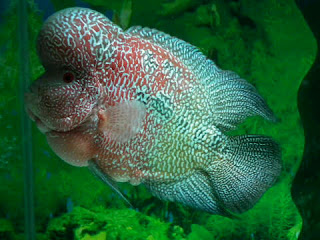 Gudang Louhan: Tips Memilih Dan Merawat Ikan Louhan