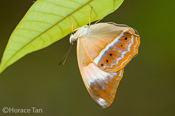 Butterflies of Singapore: Life History of the Banded Yeoman