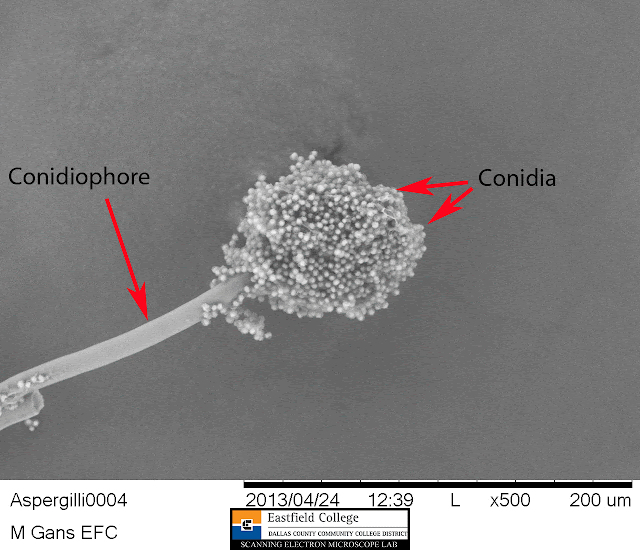 Scanning Electron Microscope Blog: April 2013
