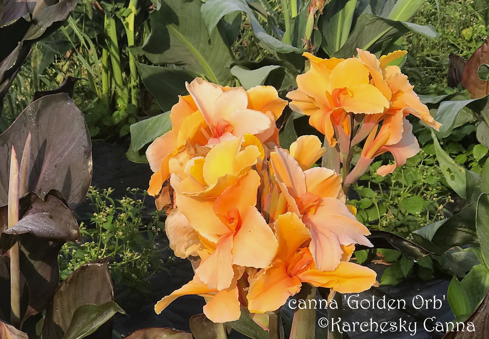 Karchesky Canna~Canna Blog