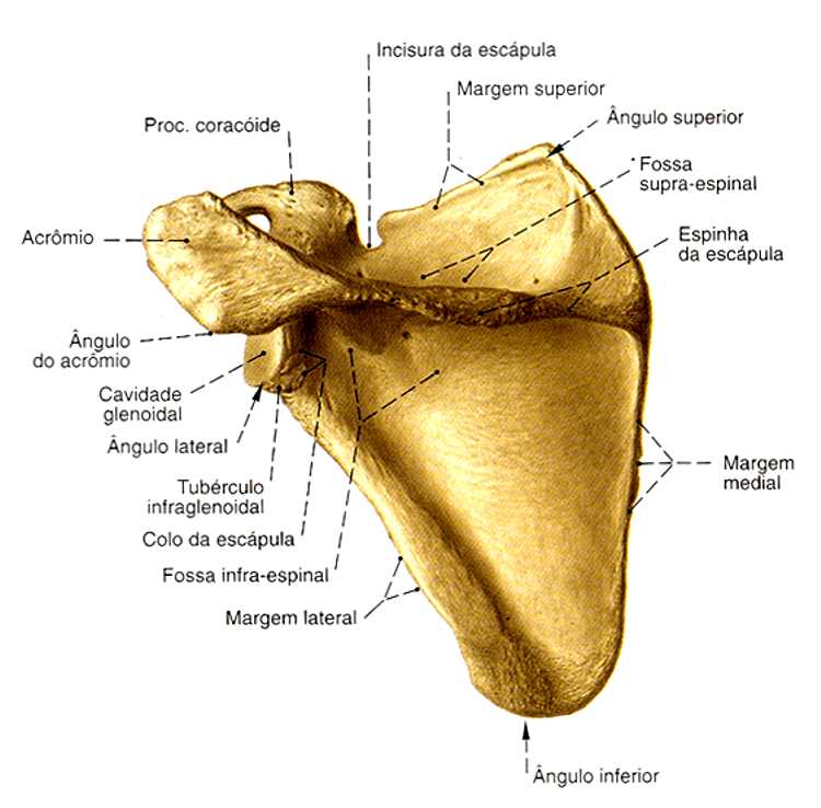 O CÍNGULO DO MEMBRO SUPERIOR