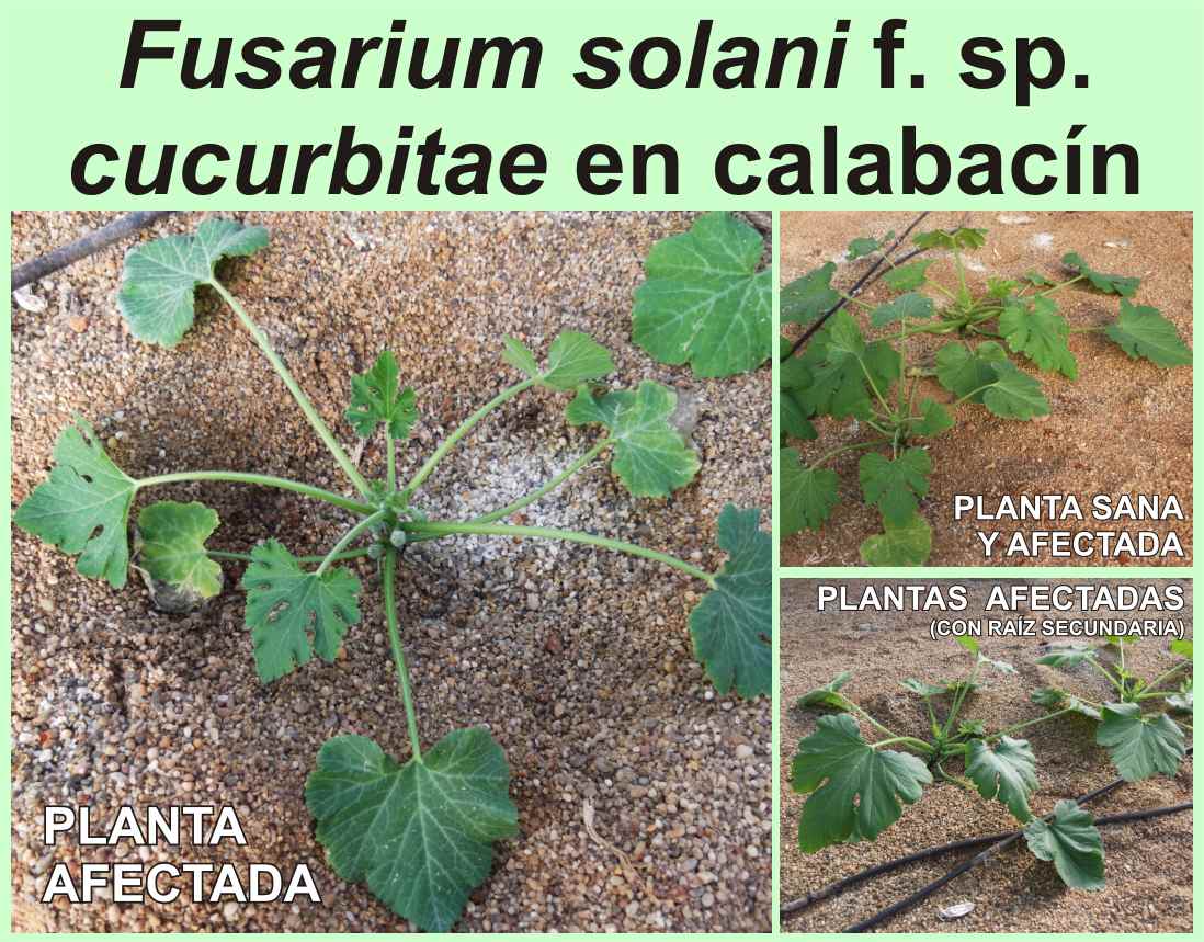 Homo agricola: Fusarium solani en calabacín.