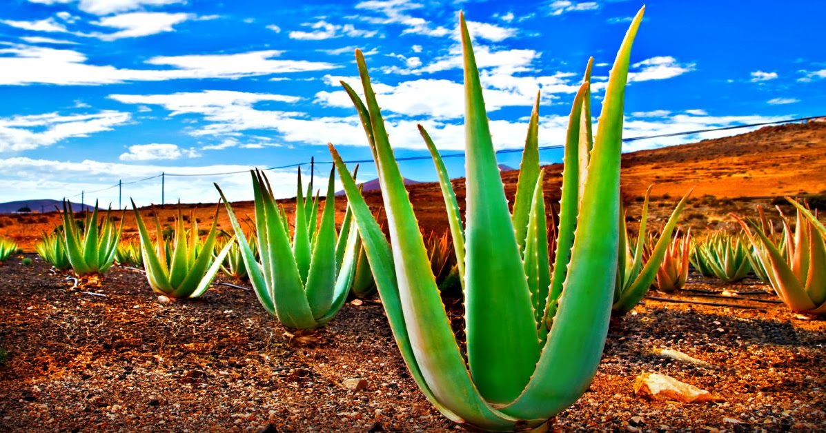 The Life Extension Blog: The Health Benefits of Aloe