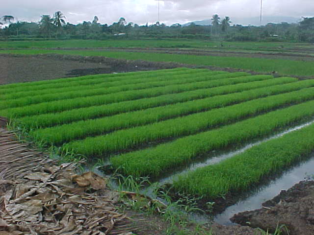 Malum Nalu: Sustainable use of wetlands