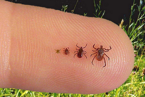 Tick Bite Rash Pictures | Medical Pictures and Images - (2023 Updated)