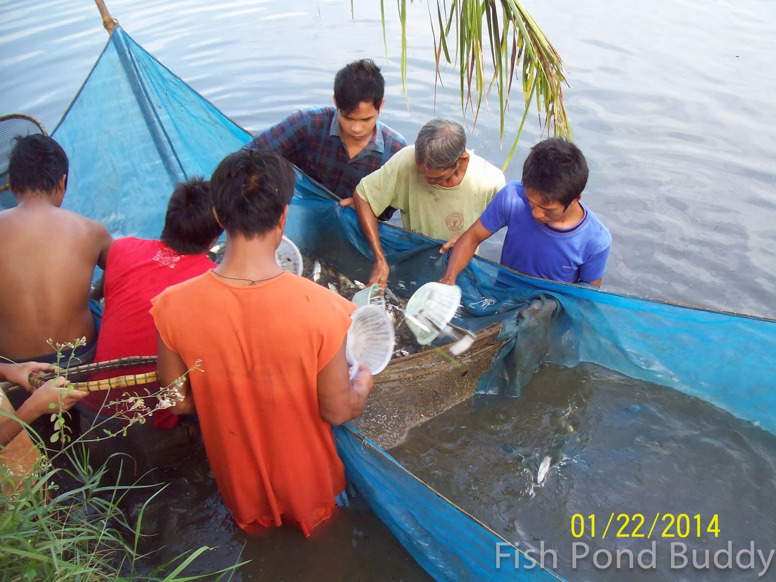 Fish Pond Buddy: Operating a Bangus (Milkfish) Farm