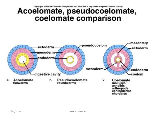 BASIS OF CLASSIFICATION {Kingdom Animalia}