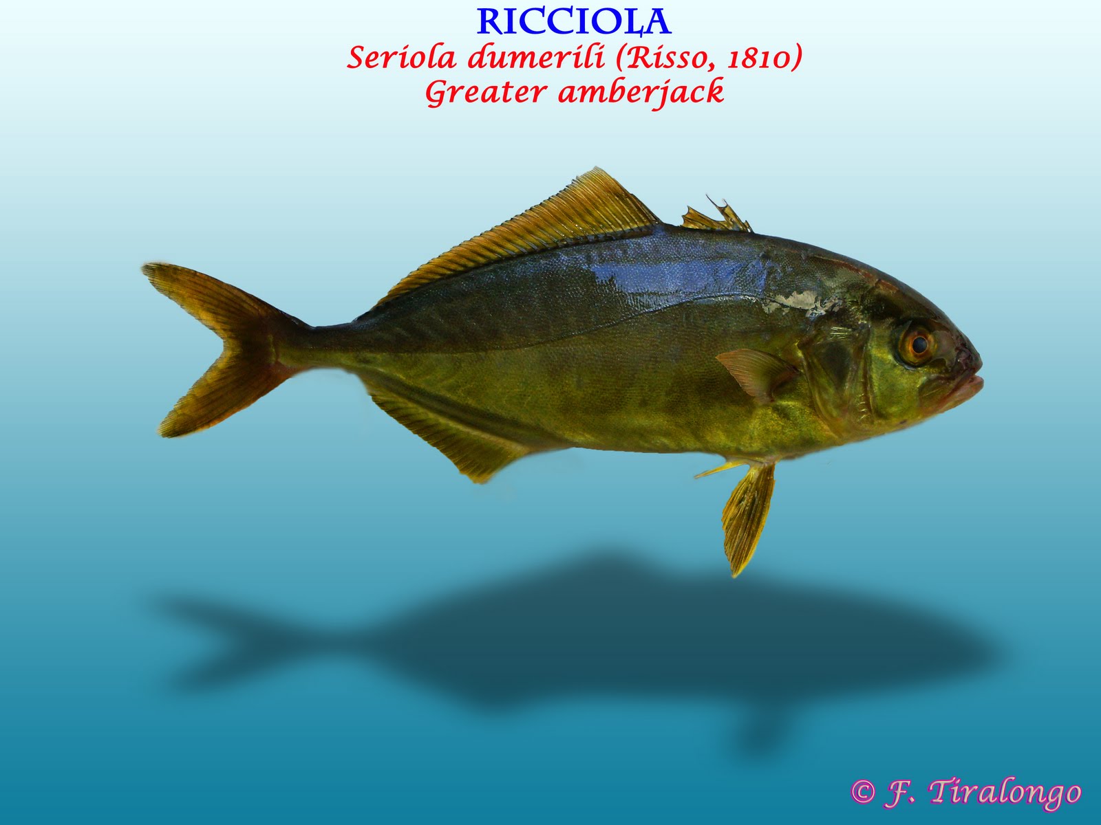 Biologia Marina e non solo...: Ricciola