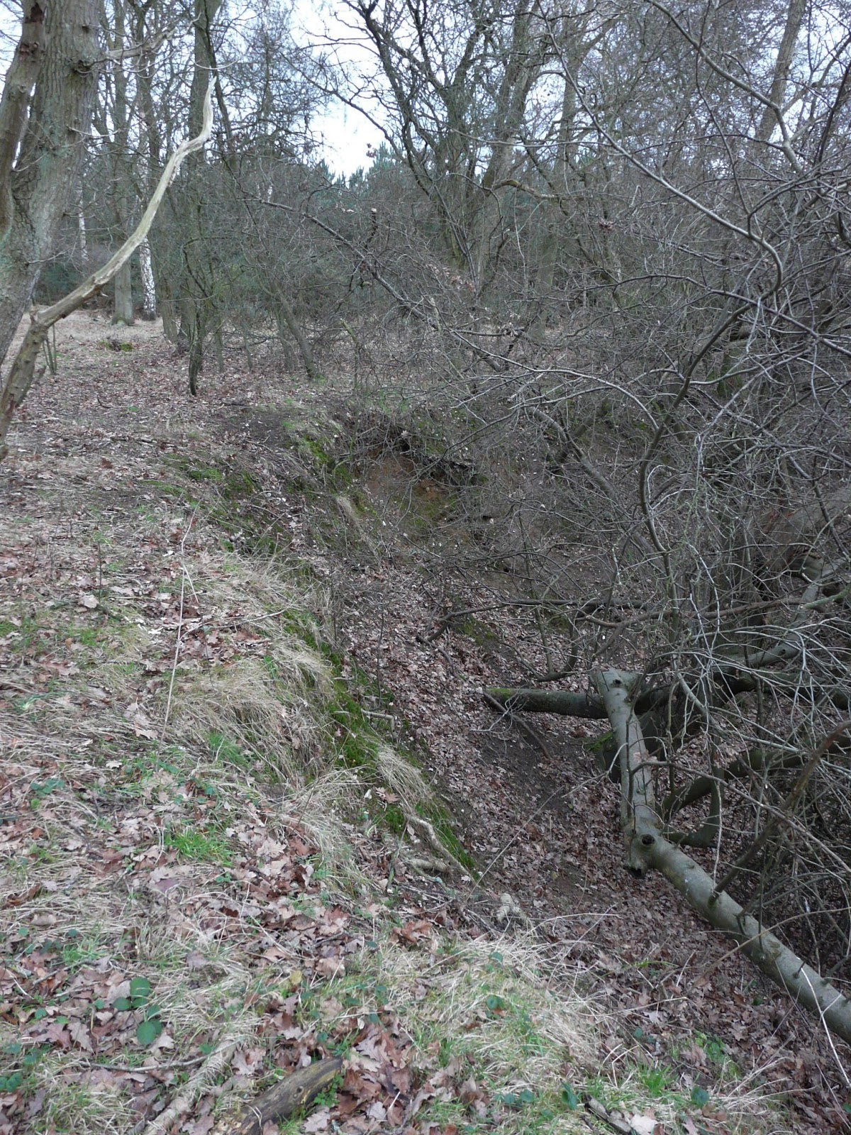 Cindy's Snaps: Beeches Pit, West Stow, Suffolk