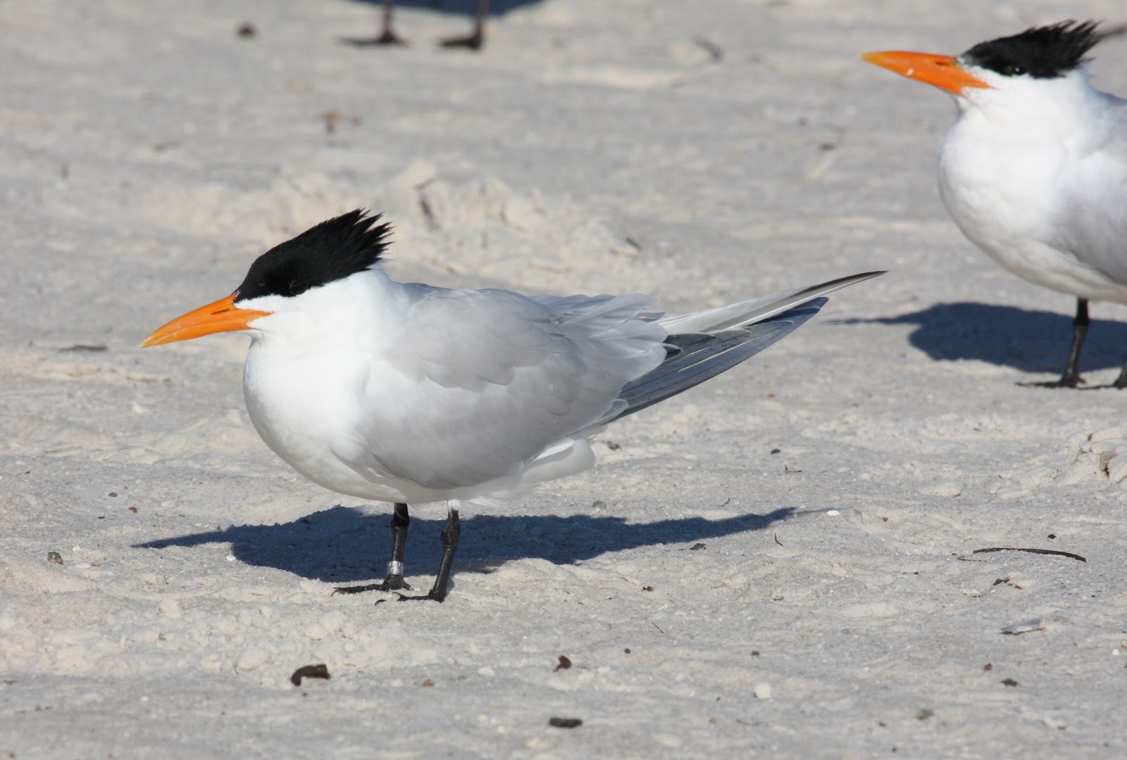Miami Blue Butterfly