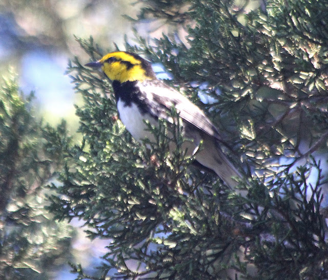 Lone Star Birding and Beyond: Spring's Feature Presentation: Golden ...
