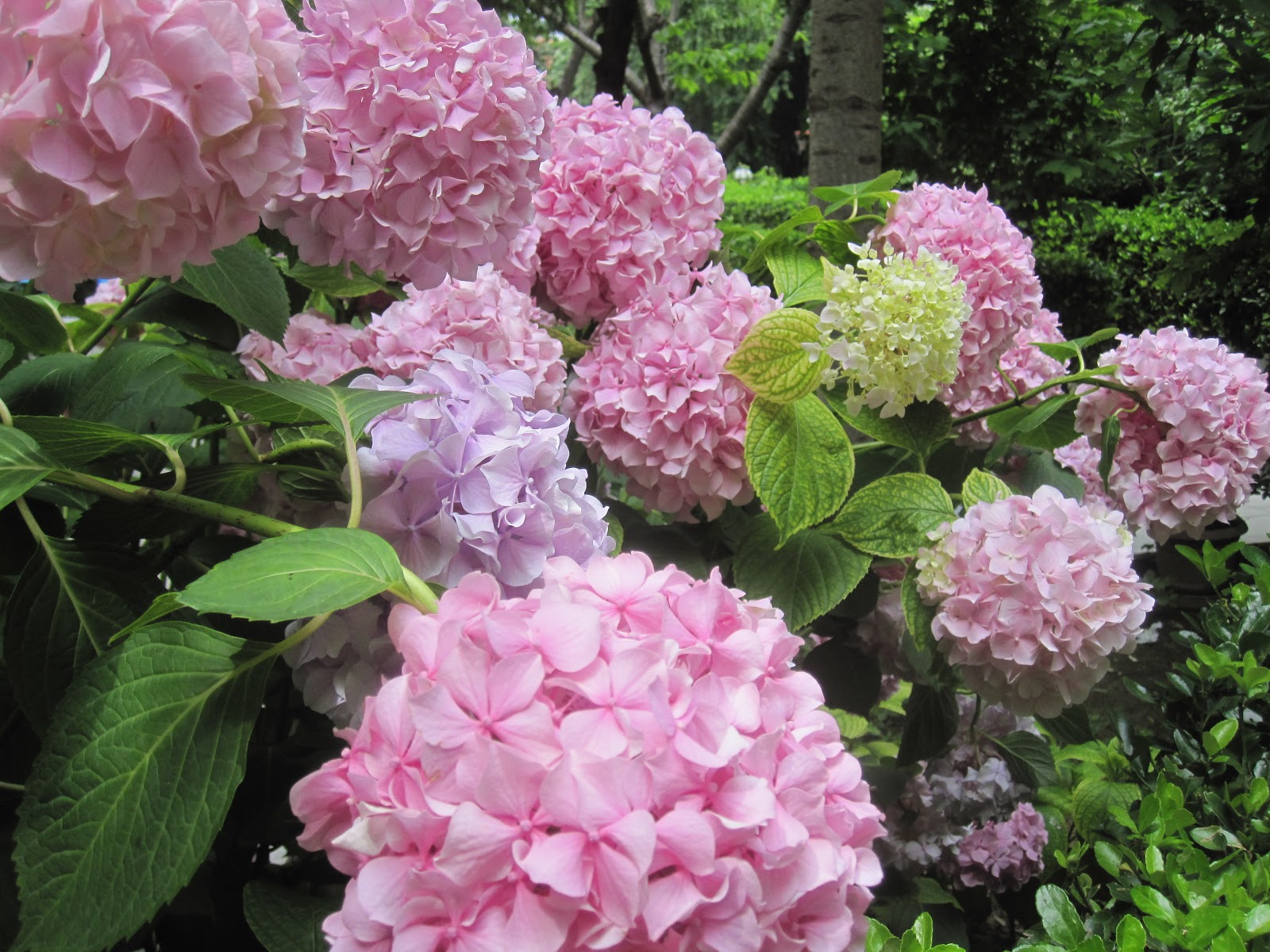 BAHCEMDEKİ SİHİR: ORTANCA- HYDRANGEA MACROPHYLLA