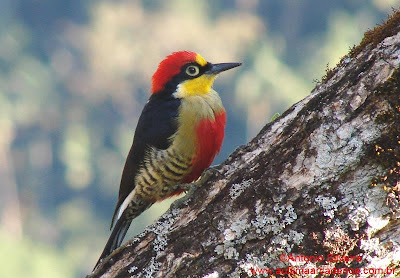 Pengertian Relung Ekologi