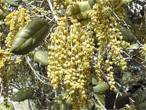 The Uptown Acorn: Tis the Season for Oak Pollen.....Sniff, sniff!