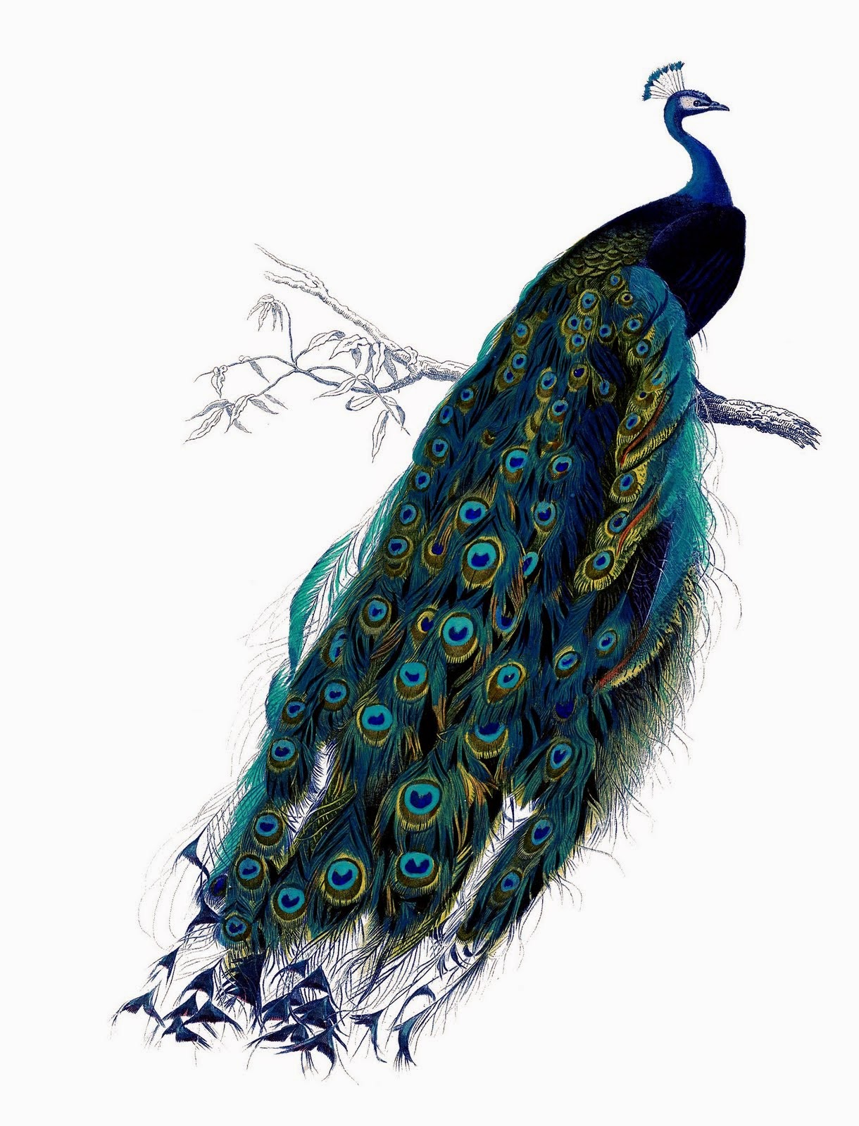 ArtzeeCCC: Vintage Peacock Illustration