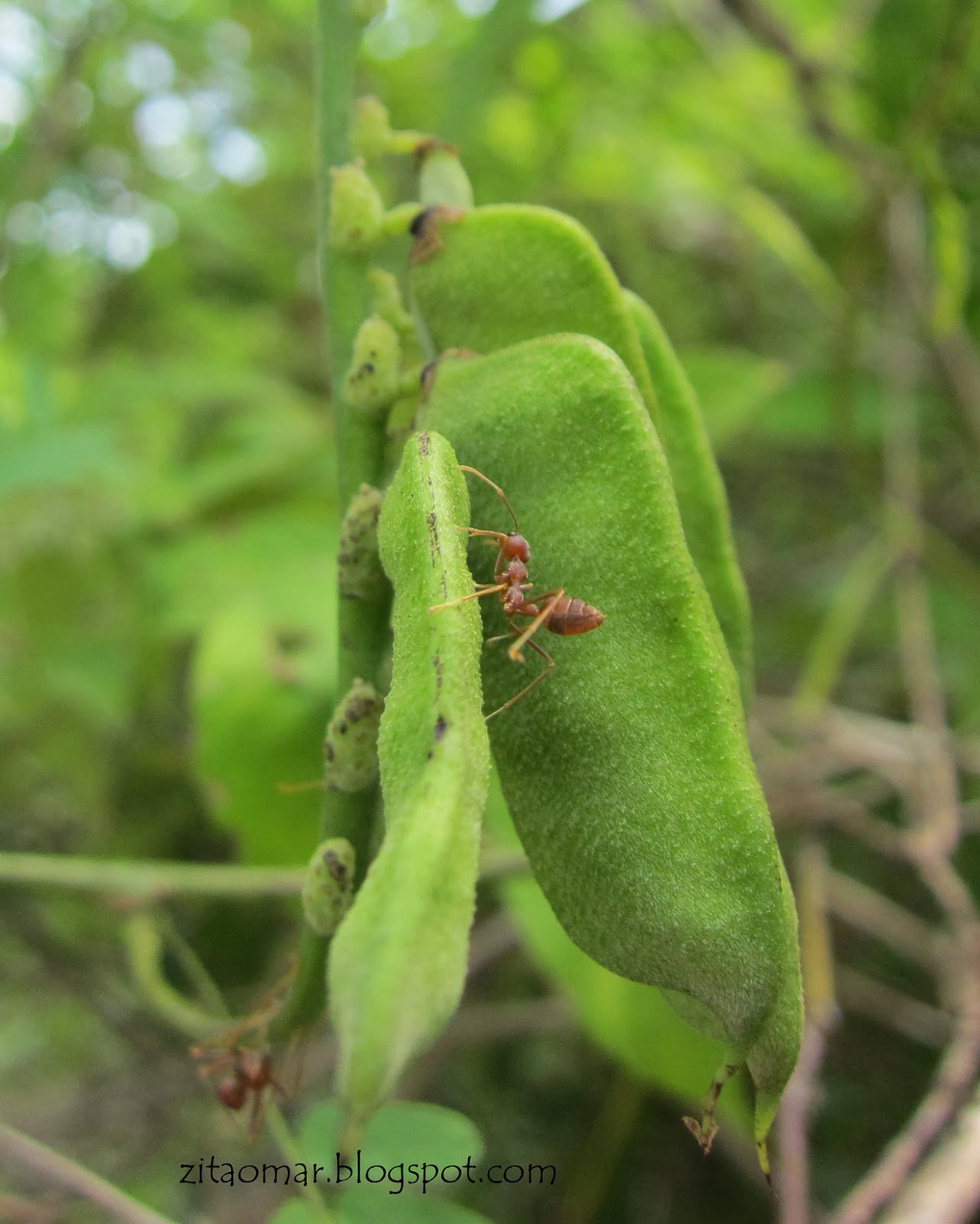 ...SeKaDaR CoReTaN....: POKOK SAGA KENERI..