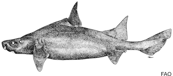 Tiburones en Galicia: Cerdos marinos (fam. Oxynotidae)