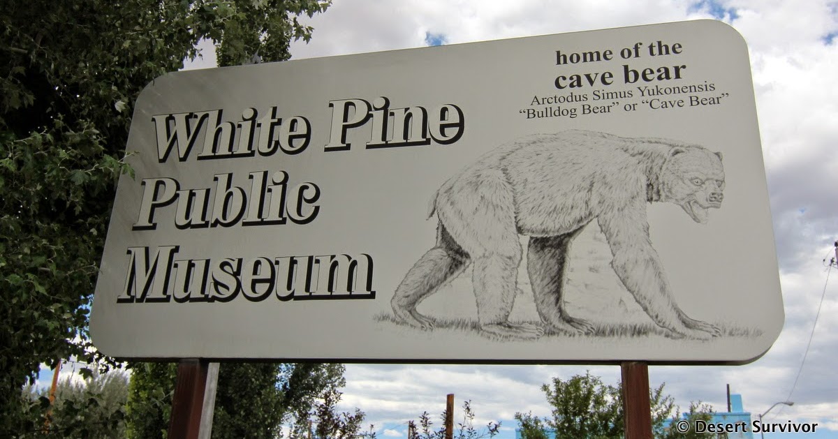 Arctodus Simus Yukonensis