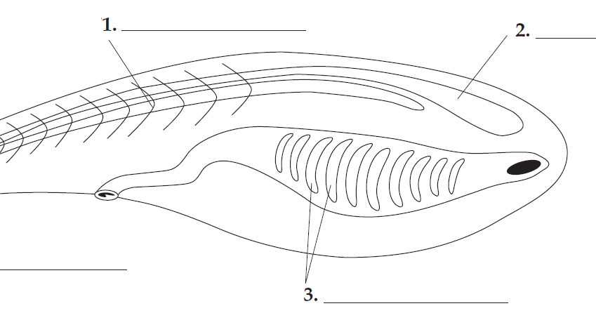 Bio-English: Labeling Diagrams