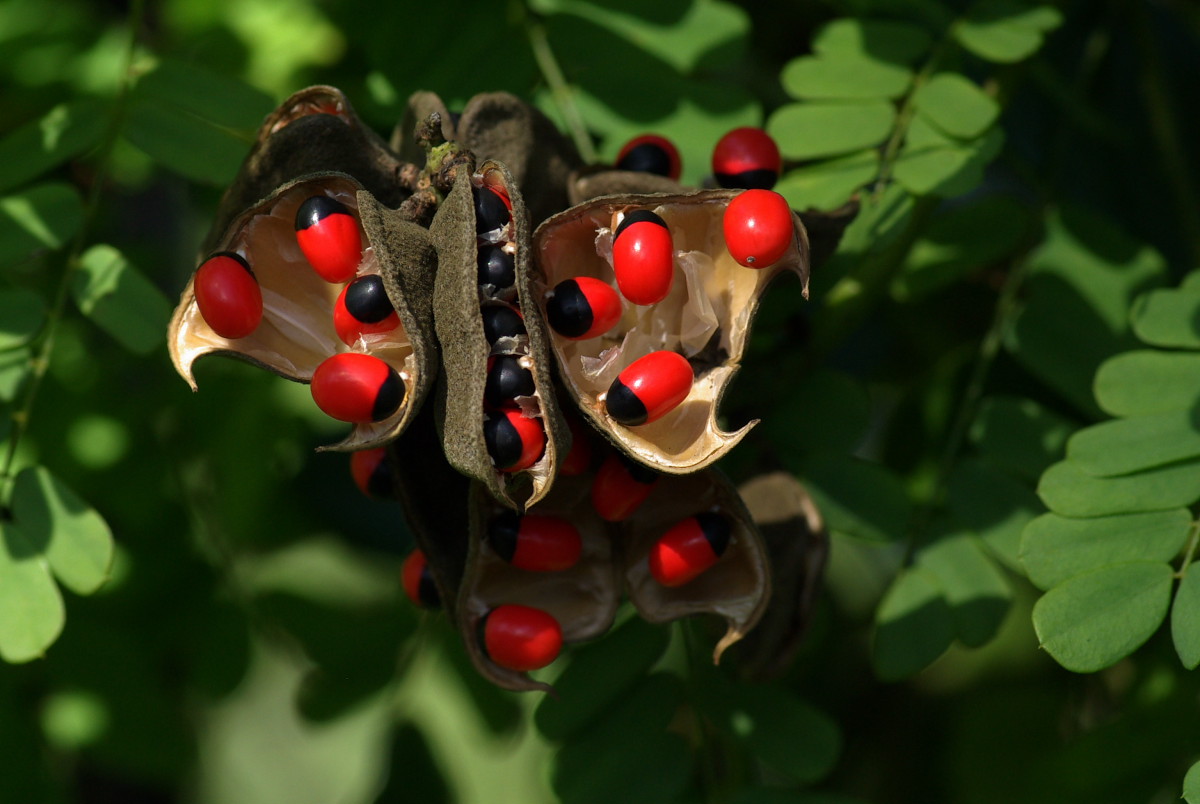 Abrus Precatorius | Plants, Deadly plants, Poisonous plants