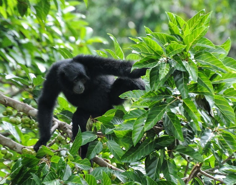 A Wandering Naturalist: West Malaysia: From the Tower