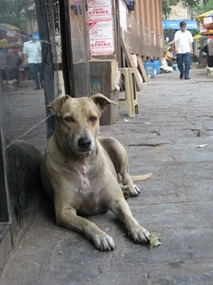 Mumbai Street Dogs