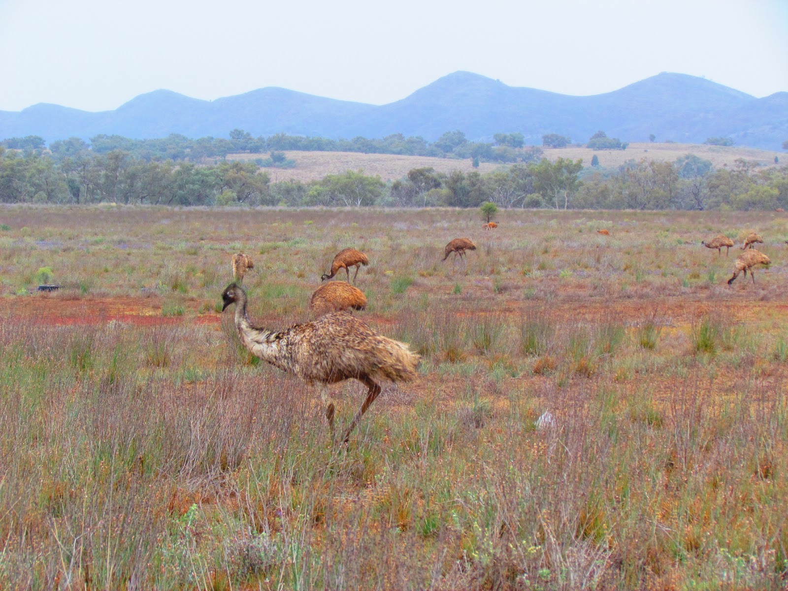 Travels with Kylie: Animals of the Outback