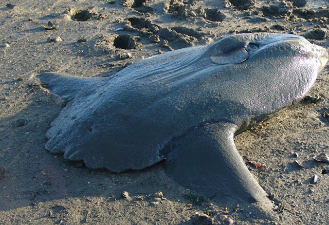 Sunfish | The Life of Animals