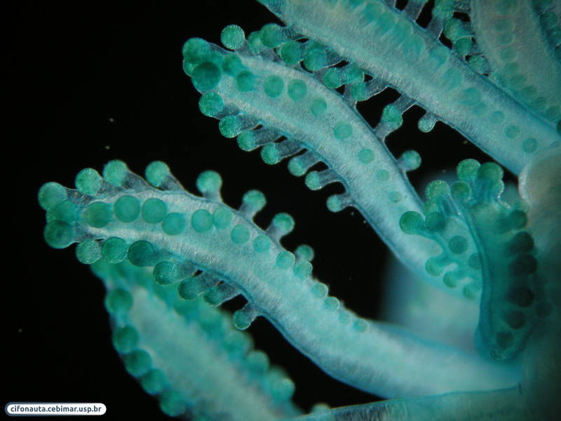 Real Monstrosities: Unidentified Floating Object