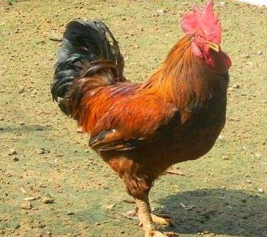 Macam-Macam Ayam Hias | Ternak Ayam