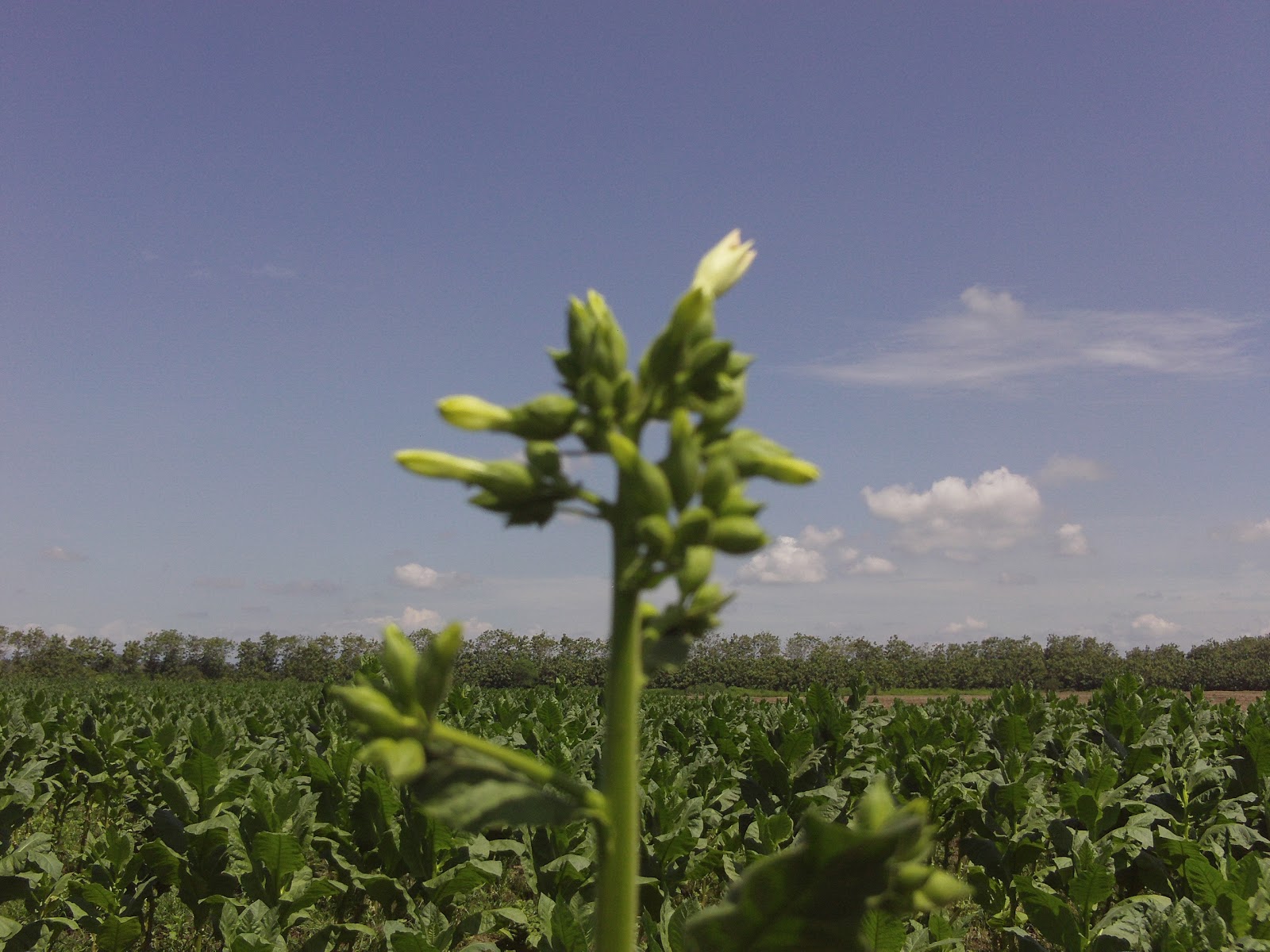 Perkebunan di Nusantara: MEMORIES : di Per-KEBUN-an Tembakau BOLOE ...