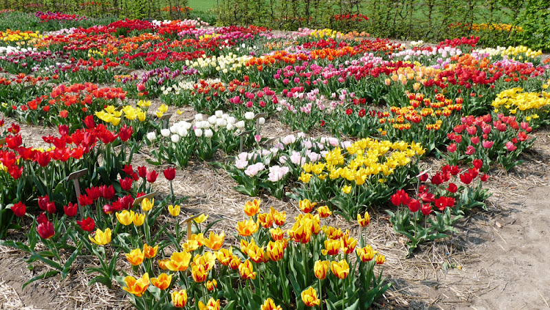 Bali, Cuba, Egypt, France, Italy, the Netherlands and Spain: Hortus ...