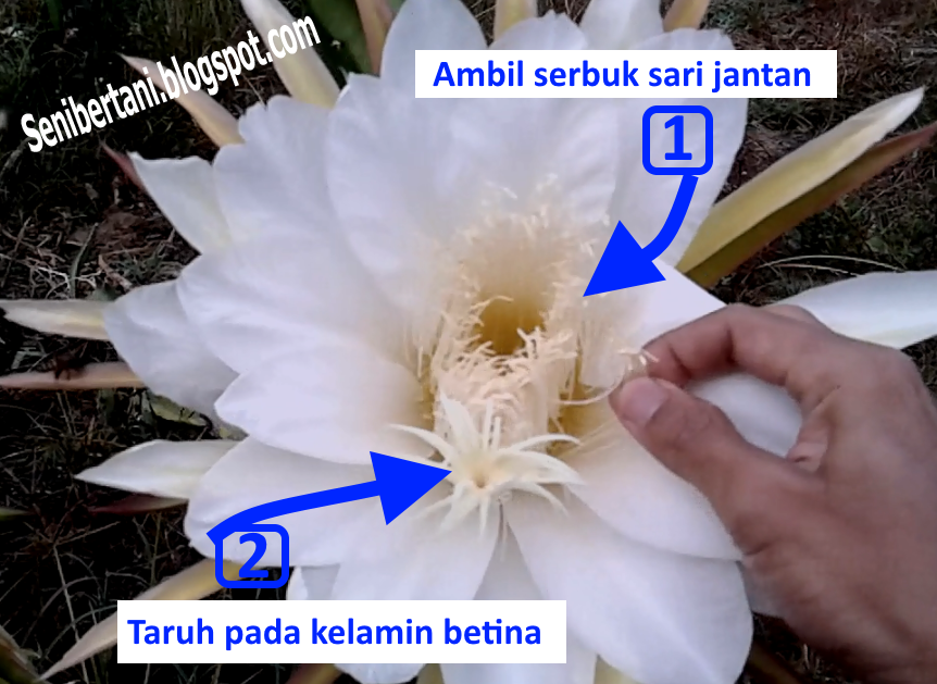 Cara Penyerbukan Manual Bunga Buah Naga - Seputar Ilmu Pertanian